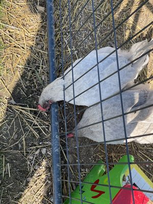 PICK’N PATCH - Updated December 2025 - 45 Photos & 10 Reviews - 2205 ...