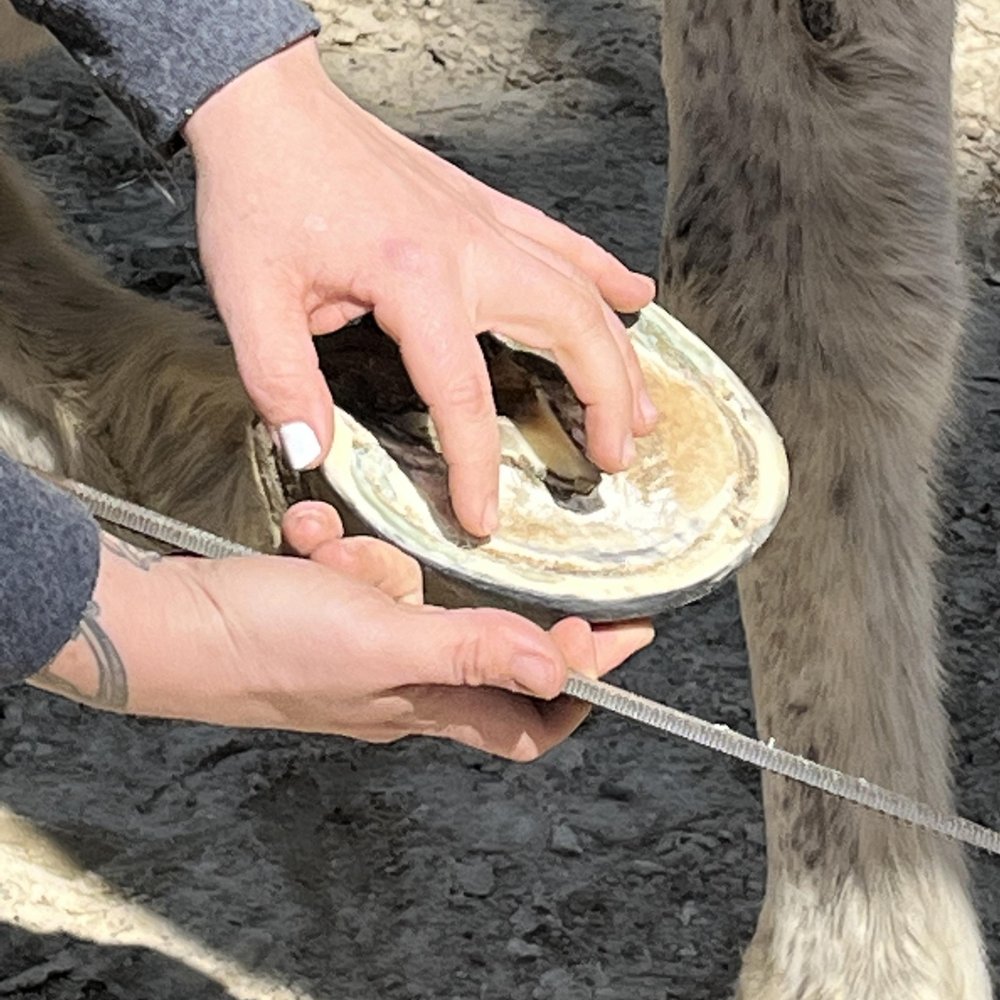 TAILORED HOOF-CARE & MAINTENANCE - Updated May 2024 - Request ...