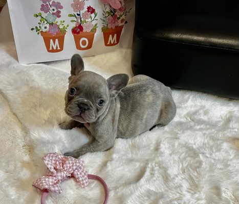 THE THREE LITTLE FRENCHIES - Request Information - 27 Photos - Alameda ...