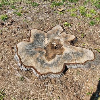 BEACH TREE & STUMP - Updated January 2026 - 15 Photos - 2320 ...