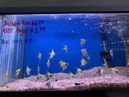 TIKI’S TROPICAL FISH - Updated July 2024 - 49 Photos & 87 Reviews ...