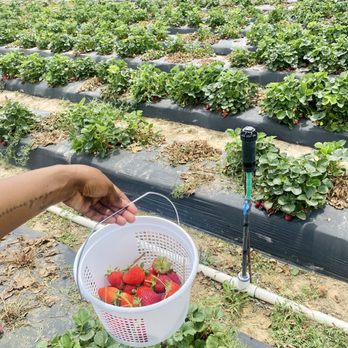 ATKINSON FARM - Updated June 2025 - 163 Photos & 68 Reviews - 3217 ...