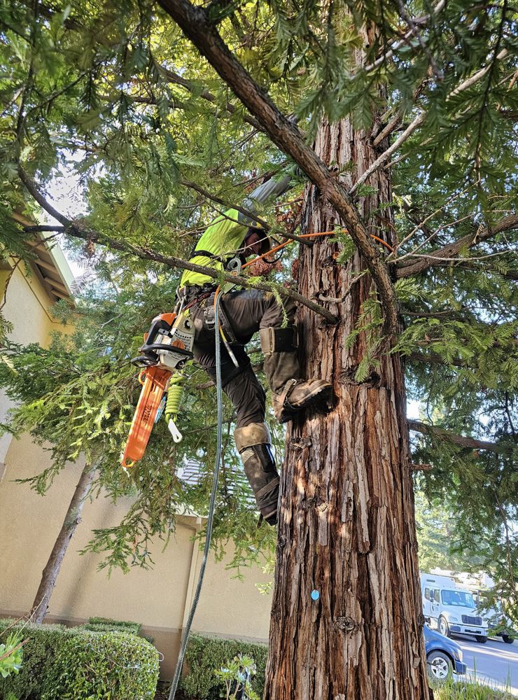 TWIN CITIES TREE SERVICE - Updated December 2025 - 43 Photos & 25 ...