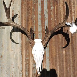 KUZ-BONE SKULL WORKS - Request Information - 1399 County Rd 765 ...
