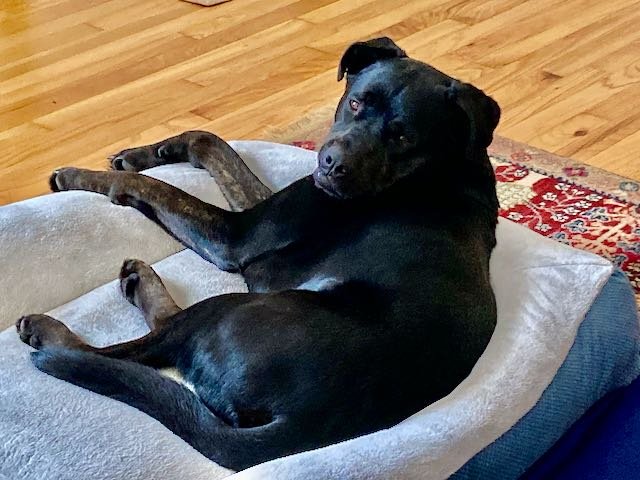 CATAMOUNT GROOMING - Updated October 2025 - 296 US Route 4 E, Rutland ...