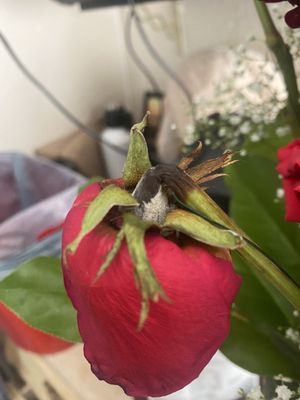 WES’ FLOWERS - Updated May 2025 - 152 Photos & 208 Reviews - 28007 ...