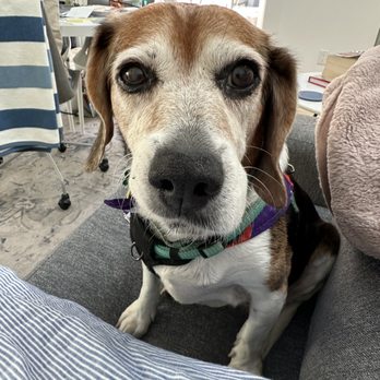 ROVER KENNELS - SANTA MONICA - Updated September 2025 - 124 Photos ...