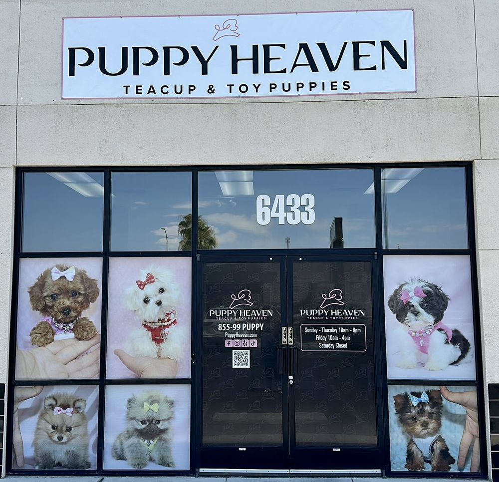 PUPPY HEAVEN - TEACUP & TOY PUPPIES FOR SALE - Updated November 2024 ...
