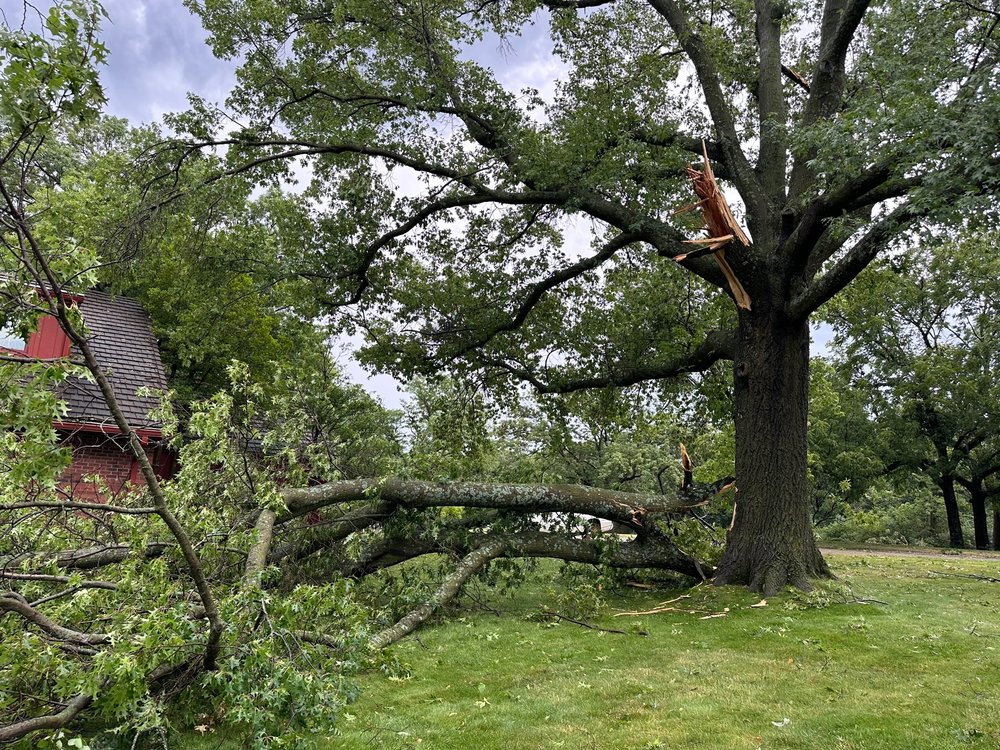 WELLNITZ TREE CARE - Updated December 2025 - 31 Photos & 10 Reviews ...