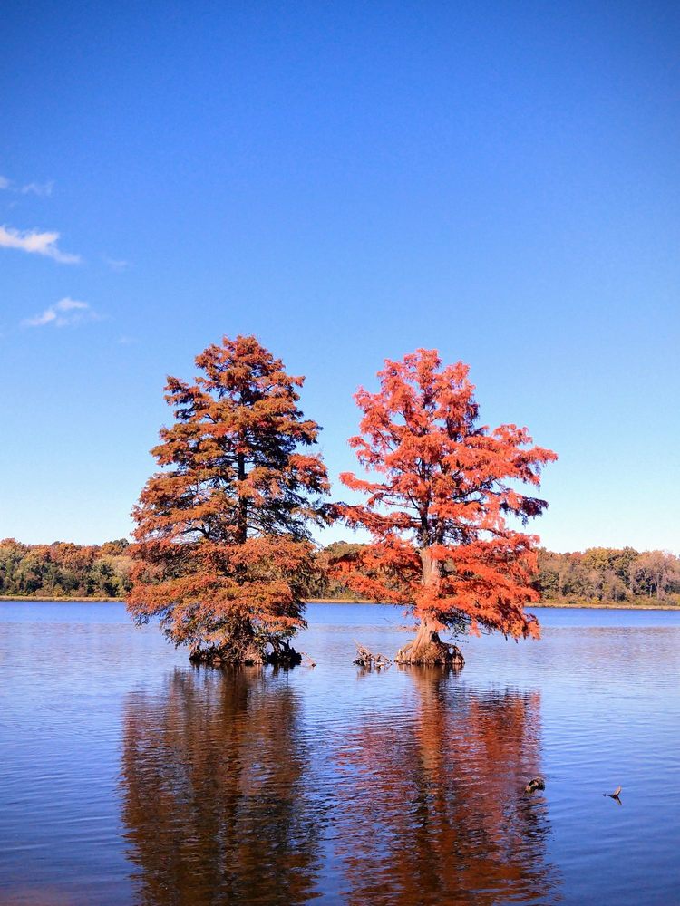 AUGUST A. BUSCH MEMORIAL CONSERVATION AREA - Updated July 2025 - 47 ...