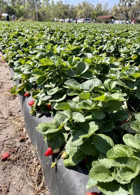 BERRY SWEET ACRES - 10 Photos - 5621 W US Highway 92, Plant City ...
