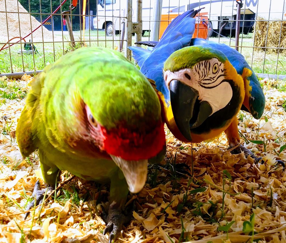 ALL AMERICAN PETTING ZOO - Updated December 2025 - 14 Photos - 398 ...