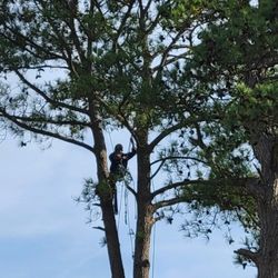Best Arborists Near Me - May 2025: Find Nearby Arborists Reviews - Yelp