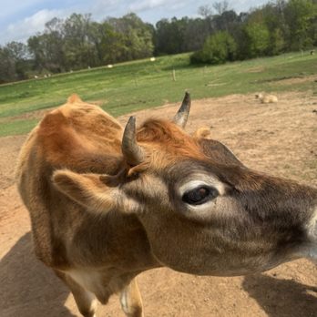HOWARD FAMILY FARM - Updated January 2026 - 68 Photos & 12 Reviews ...