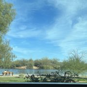 RIPARIAN PRESERVE AT WATER RANCH - 636 Photos & 222 Reviews - 2757 E ...