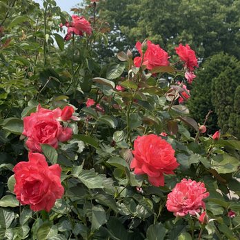 LYNDALE PARK ROSE GARDEN - Updated October 2025 - 184 Photos & 28 ...