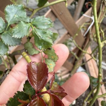 LOUIE’S NURSERY - Updated March 2025 - 269 Photos & 184 Reviews - 16310 ...