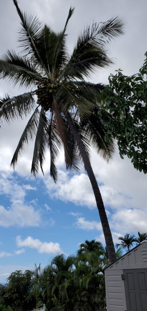 KE AKUA TREE TRIMMING - Updated November 2024 - Request a Quote ...