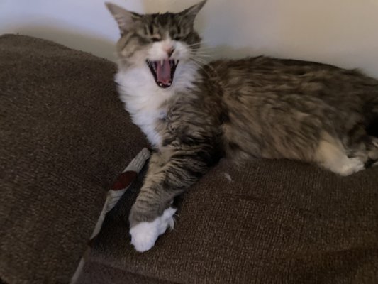 MSPCA ANGELL - Updated August 2024 - 83 Photos & 736 Reviews - 350 S ...