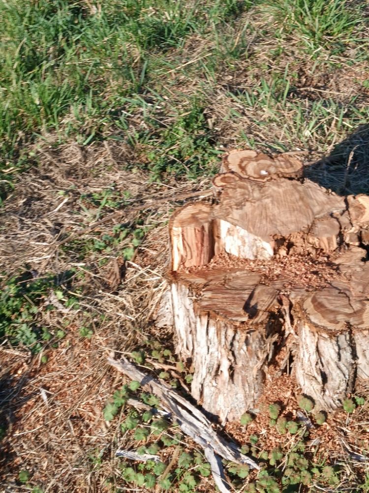T&L STUMP GRINDING - Updated October 2025 - 14 Photos - Front Royal ...