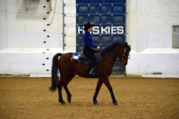 UCONN DEPARTMENT OF ANIMAL SCIENCE HORSE RIDING LESSONS - Updated ...