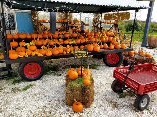 YOUNG FAMILY FARM - Updated December 2025 - 14 Photos & 10 Reviews ...