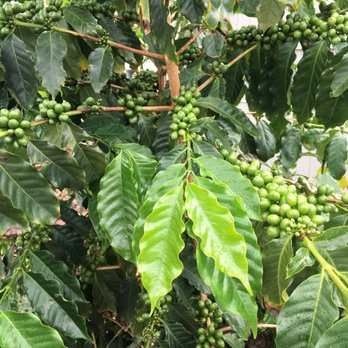 OKA FAMILY FARMS - Updated December 2025 - 16 Photos & 10 Reviews - 78 ...