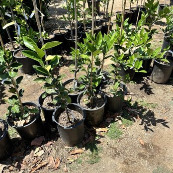 CLAUSEN NURSERY - Updated July 2025 - 108 Photos & 97 Reviews - 3132 ...