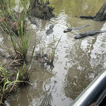 CAJUN PRIDE SWAMP TOURS - Updated June 2024 - 1467 Photos & 678 Reviews ...