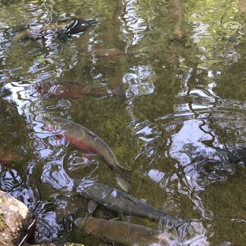 BONNEVILLE DAM FISH HATCHERY - 441 Photos & 106 Reviews - 70543 NE ...