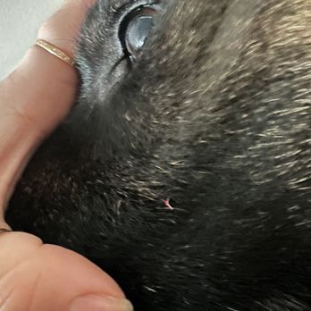 TIMBERLINE VETERINARY EMERGENCY AND SPECIALTY - Updated November 2024 ...