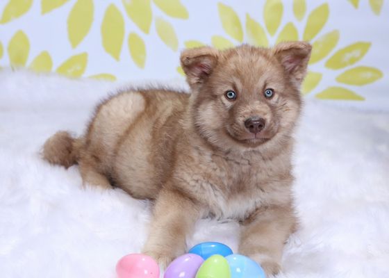 PAWSAFE ANIMAL RESCUE - Updated December 2025 - 18 Photos & 13 Reviews ...