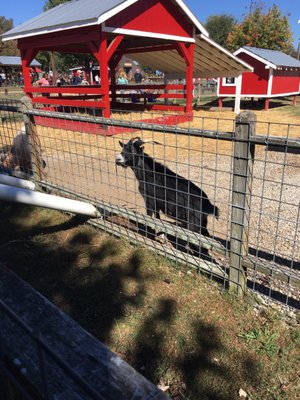 HILL RIDGE FARMS - Updated November 2025 - 172 Photos & 66 Reviews ...