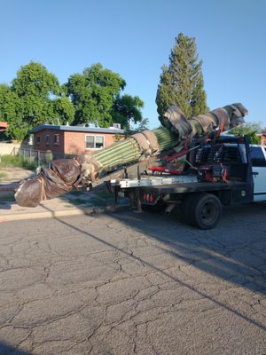 ARCTIC CACTUS - Updated July 2025 - 1455 W Prince Rd, Tucson, Arizona ...