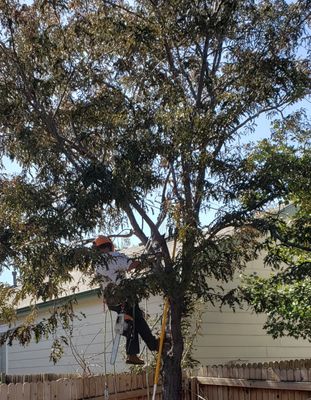 AFFORDABLE TREE AND SHRUB EXPERTS - 47 Photos & 36 Reviews - Colorado ...