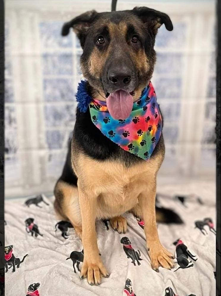 KRITTER KARE’S HOWLIDAY INN - Updated December 2025 - 16 Photos - 8802 ...