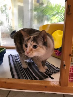 A COUNTRY CAT HOUSE - Updated August 2025 - 15 Photos & 21 Reviews ...