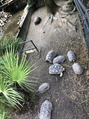 ALLIGATOR ADVENTURE - Updated September 2024 - 612 Photos & 215 Reviews ...