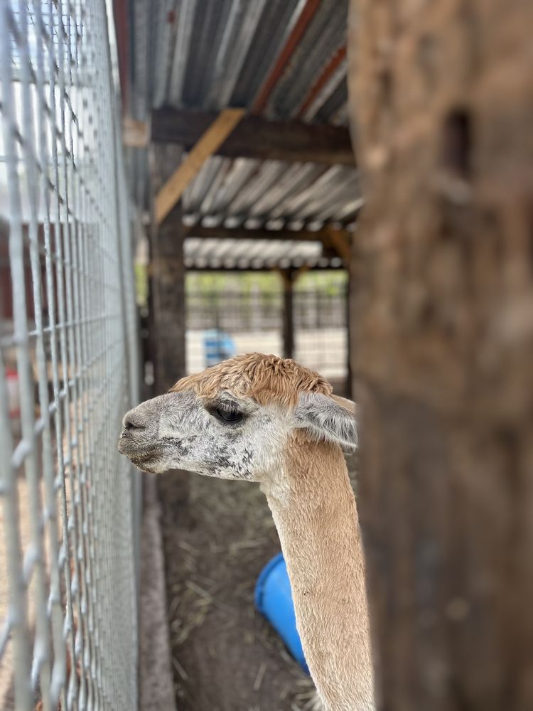 GOOD MOOD RANCH - Updated February 2025 - 38 Photos & 12 Reviews - 306 ...