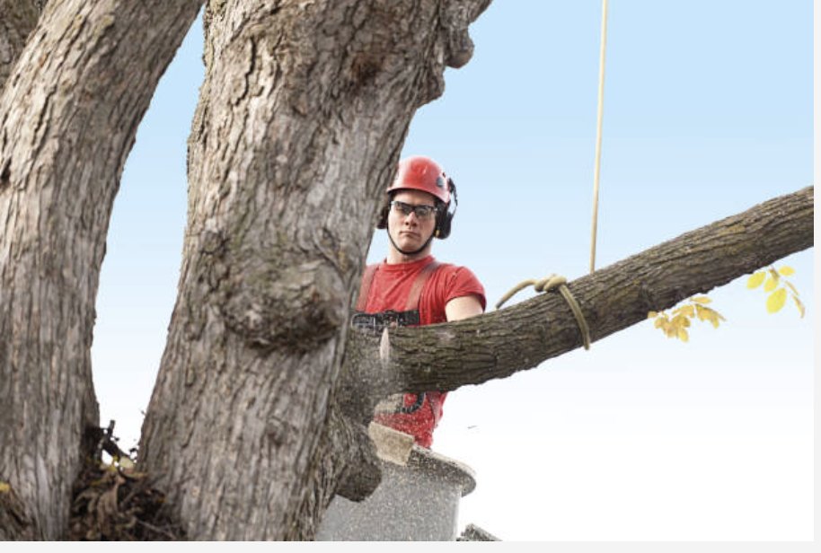 STIMSON FAMILY TREE REMOVAL - Updated December 2025 - 317 Lisbon Rd ...