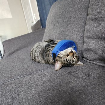 ALTERED TAILS - Updated July 2025 - 38 Photos & 77 Reviews - 950 W ...