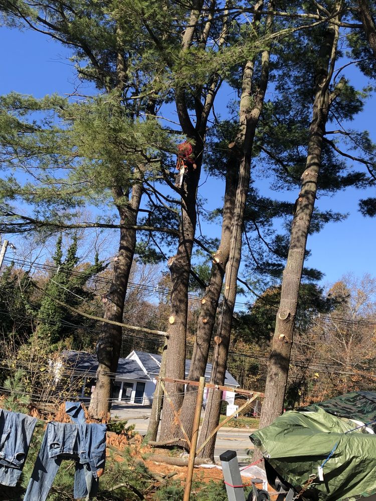 DUBON TREE SERVICES - Updated September 2025 - 14 Photos - 53 Lincoln ...