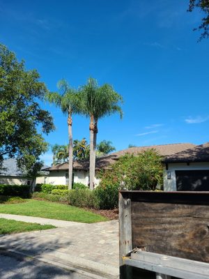 JGP TREE SERVICE - Updated October 2025 - 14 Photos - Bradenton ...