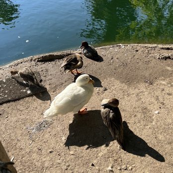 COSLEY ZOO - Updated May 2024 - 267 Photos & 136 Reviews - 1356 N Gary ...