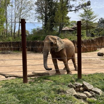 ZOO ATLANTA - Updated July 2025 - 2929 Photos & 673 Reviews - 800 ...