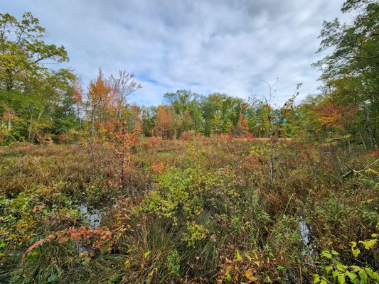 GREAT SWAMP NATIONAL WILDLIFE REFUGE - Updated September 2025 - 287 ...