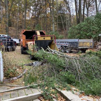 REYES TREE SERVICES - Updated December 2025 - 120 Photos - 1469 Rose ...