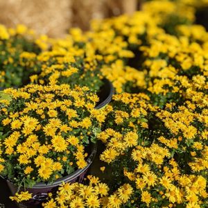 LITZENBERG MEMORIAL WOODS - Updated October 2025 - 6100 U S Rt 224 ...