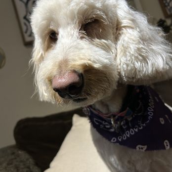 BOSS THE PET CONNECTION - Updated February 2025 - 812 Photos & 86 ...