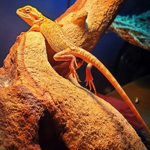UNDERGROUND REPTILES - 269 Photos & 173 Reviews - Reptile Shops - 151 N ...